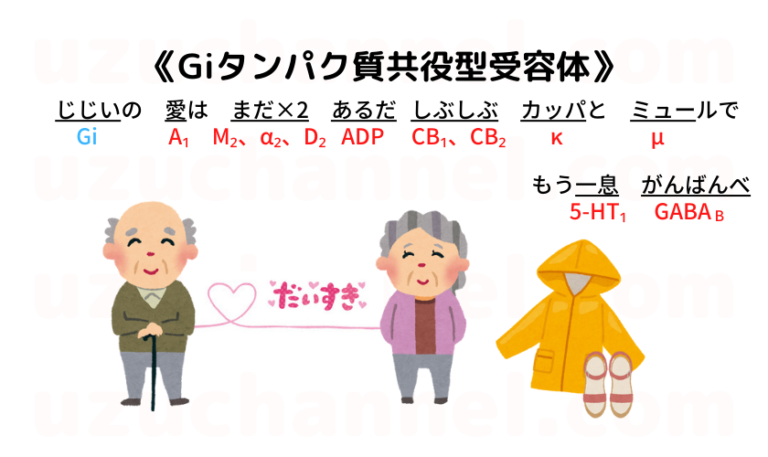 【ゴロ】Giタンパク質共役型受容体 | ゴロナビ〜薬剤師国家試験に勝つ〜