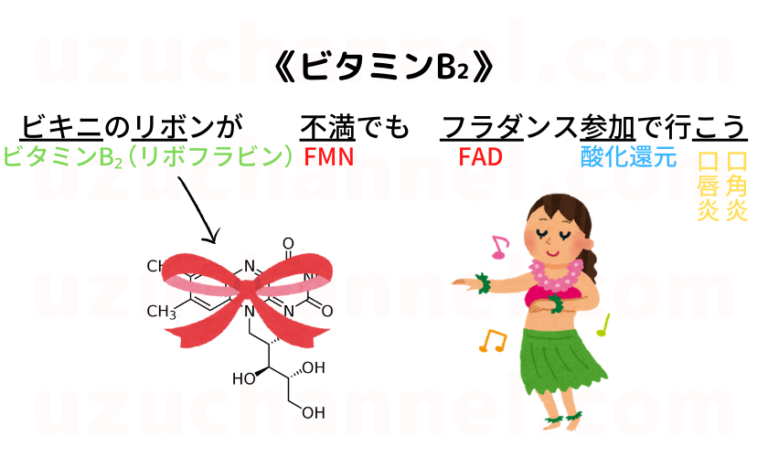 【ゴロ】ビタミンb₂ ゴロナビ〜薬剤師国家試験に勝つ〜