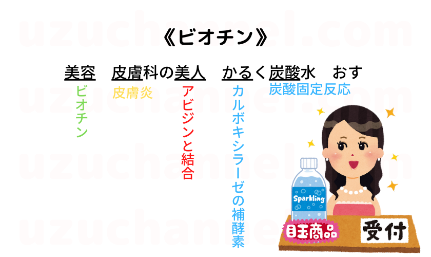 【ゴロ】ビオチン ゴロナビ〜薬剤師国家試験に勝つ〜