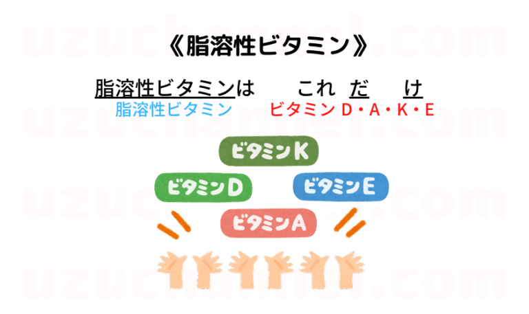 【ゴロ】脂溶性ビタミン ゴロナビ〜薬剤師国家試験に勝つ〜