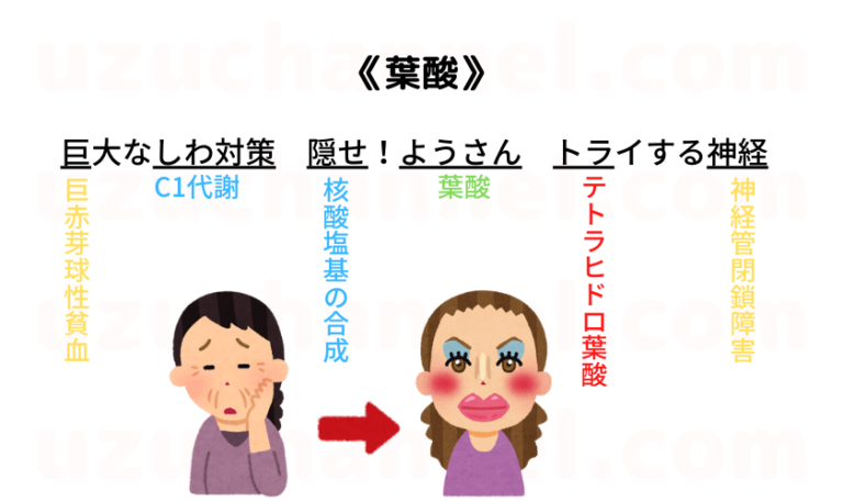 【ゴロ】葉酸 ゴロナビ〜薬剤師国家試験に勝つ〜