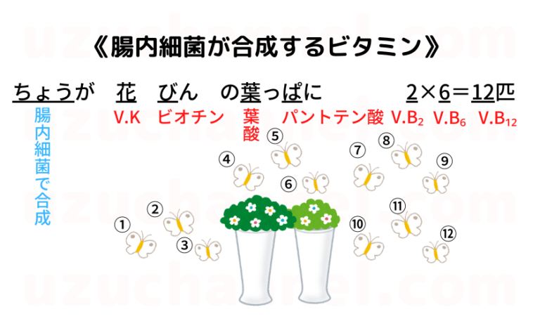 【ゴロ】腸内細菌が合成するビタミン ゴロナビ〜薬剤師国家試験に勝つ〜