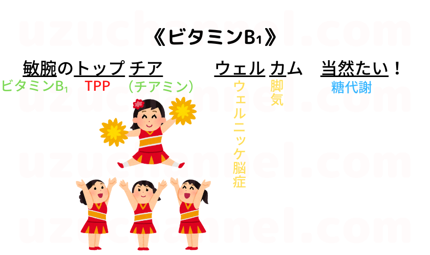 【ゴロ】ビタミンb₁ ゴロナビ〜薬剤師国家試験に勝つ〜