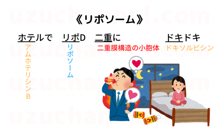 【ゴロ】リポソーム ゴロナビ〜薬剤師国家試験に勝つ〜