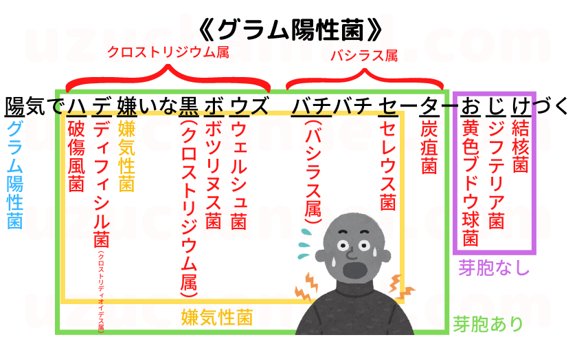 【ゴロ】グラム陽性菌 ゴロナビ〜薬剤師国家試験に勝つ〜